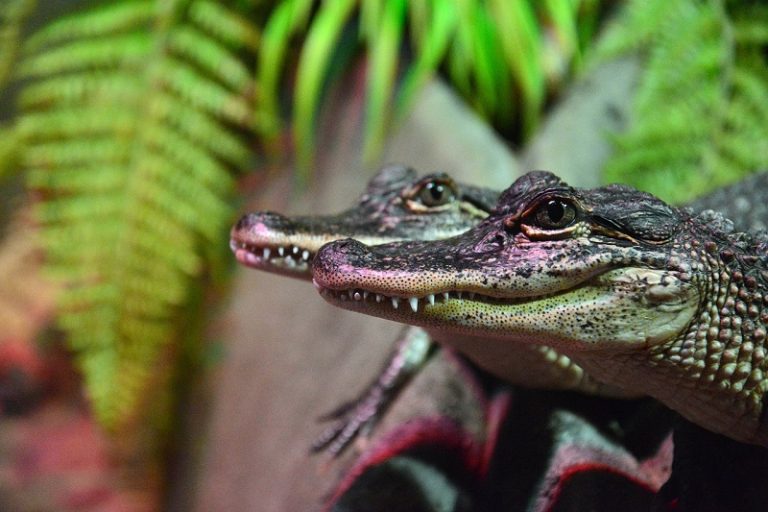 "Death roll" of crocodiles are more common than previously believed