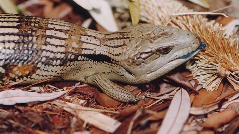Scientists find blue-tongue lizards are born smart