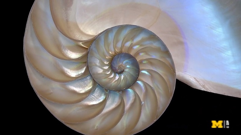 Scientists finally know how the world’s toughest material stays so strong