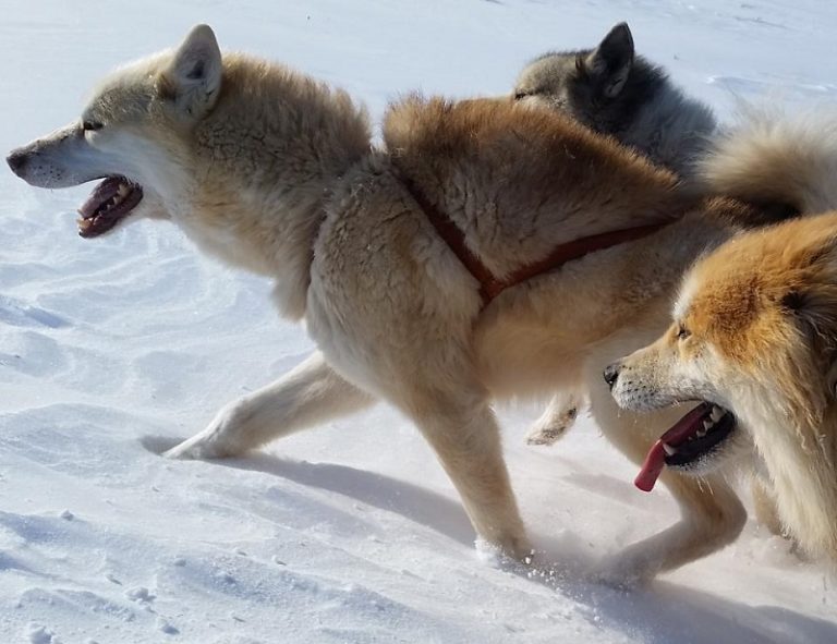 Unique sled dogs helped the Inuit thrive in the North American Arctic
