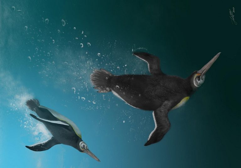 Human-sized penguins ruled waters after dinosaurs died