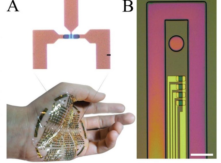 Two steps closer to flexible, powerful, fast bioelectronic devices
