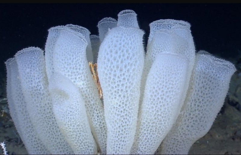 Marine sponges inspire the next generation of skyscrapers and bridges