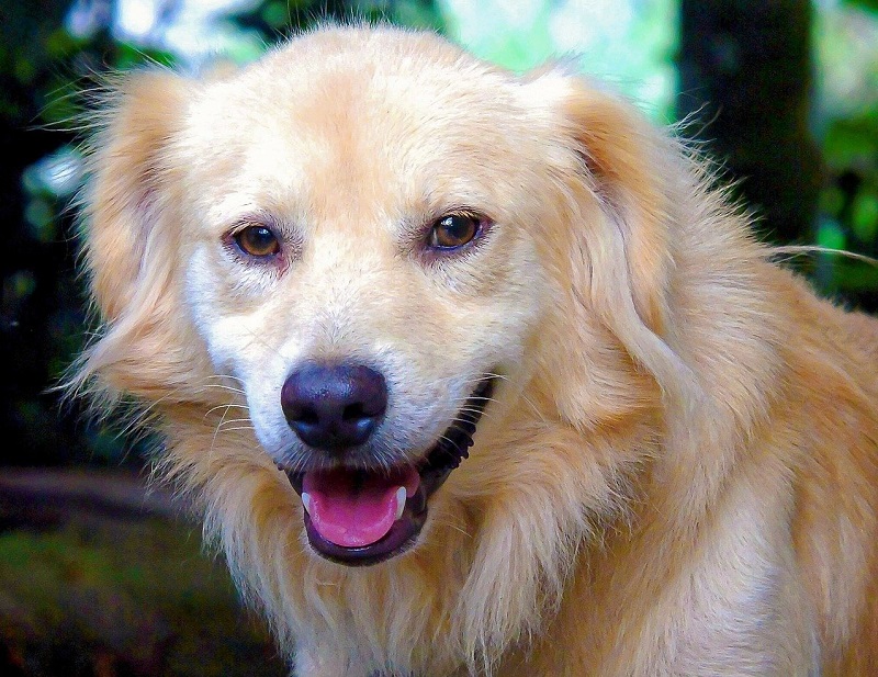 Scientists discover five different dog types from 11,000 years ago Scientists discover five different dog types from 11,000 years ago