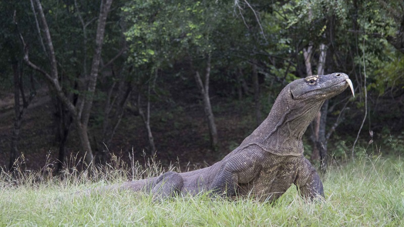 Scientists find surprising history of world’s largest lizard