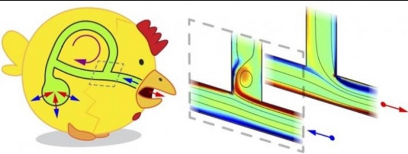 How do birds breathe so efficiently?