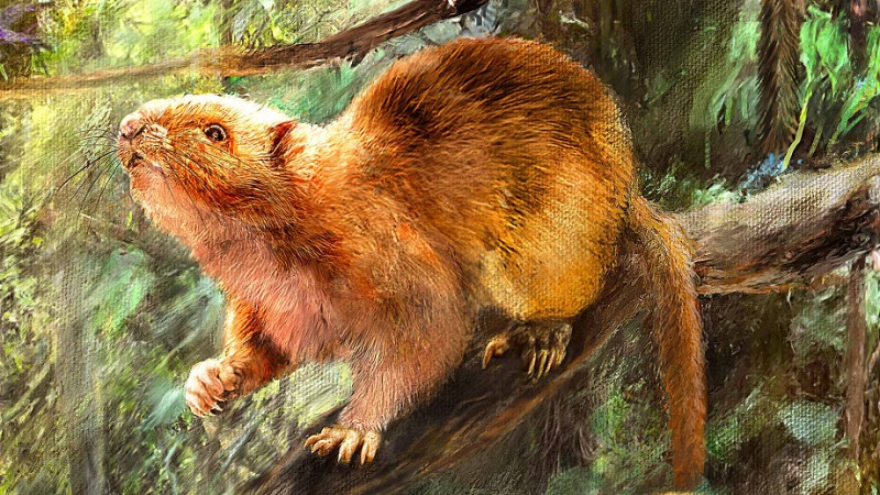 Philippines once home to extinct giant cloud rats