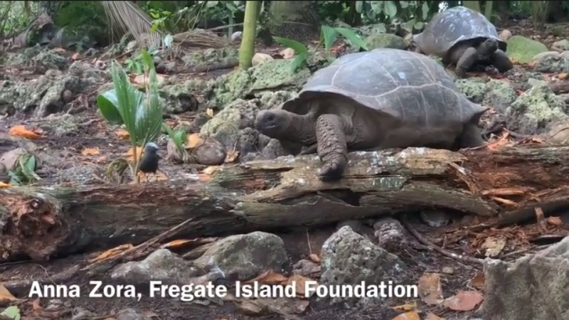 Watch this slow but deadly tortoise hunt a baby bird